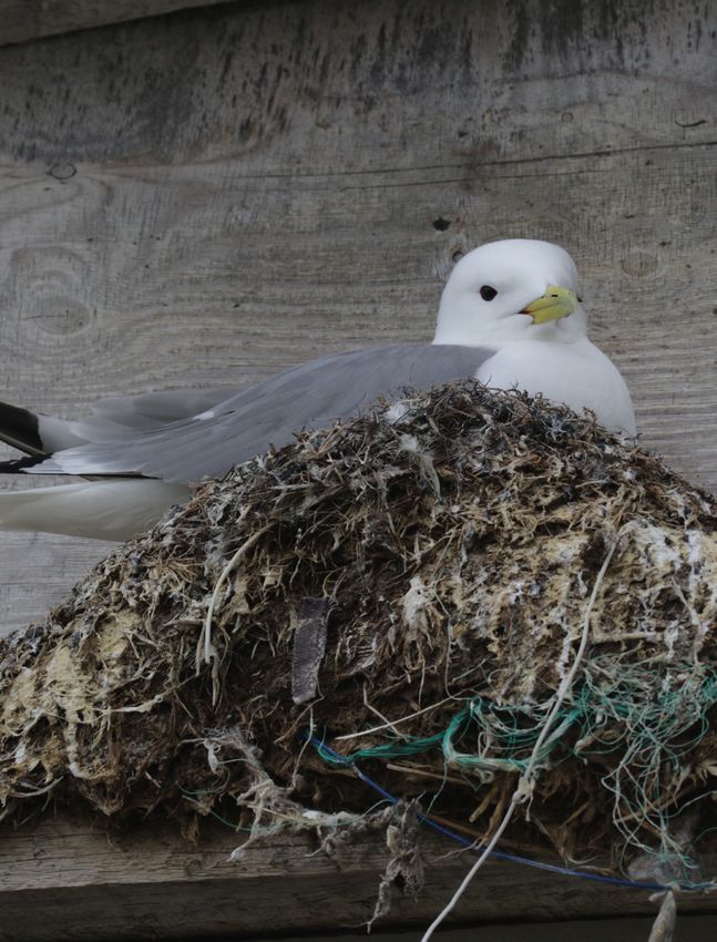 PLASTIC POLLUTION IN SEABIRDS - Developing a program to monitor plastic ...