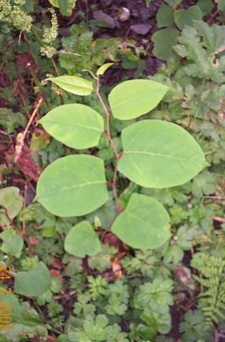 JAPANESE KNOTWEED Fact sheet: Identification and control - Isle of Man ...