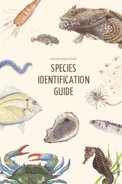 SPECIES IDENTIFICATION GUIDE - NEW YORK HARBOR ESTUARY - Billion Oyster ...
