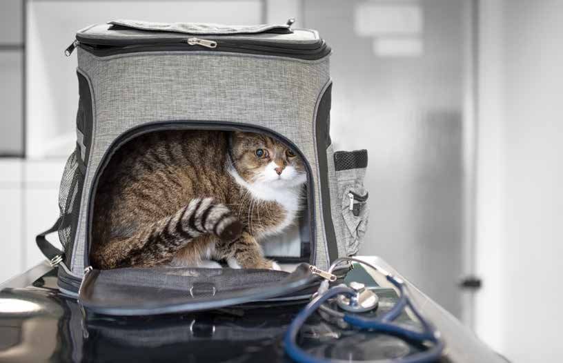 Benefits of Medicating Patients for Veterinary Visits