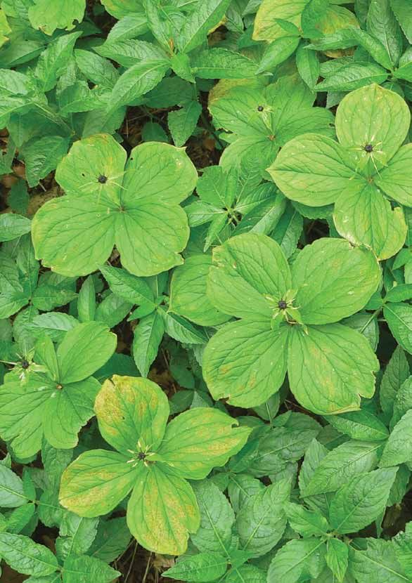 50 Years of Mapping the British and Irish Flora
