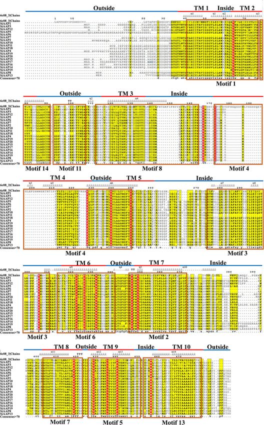 Amino acid transporter (AAT) gene family in foxtail millet (Setaria ...